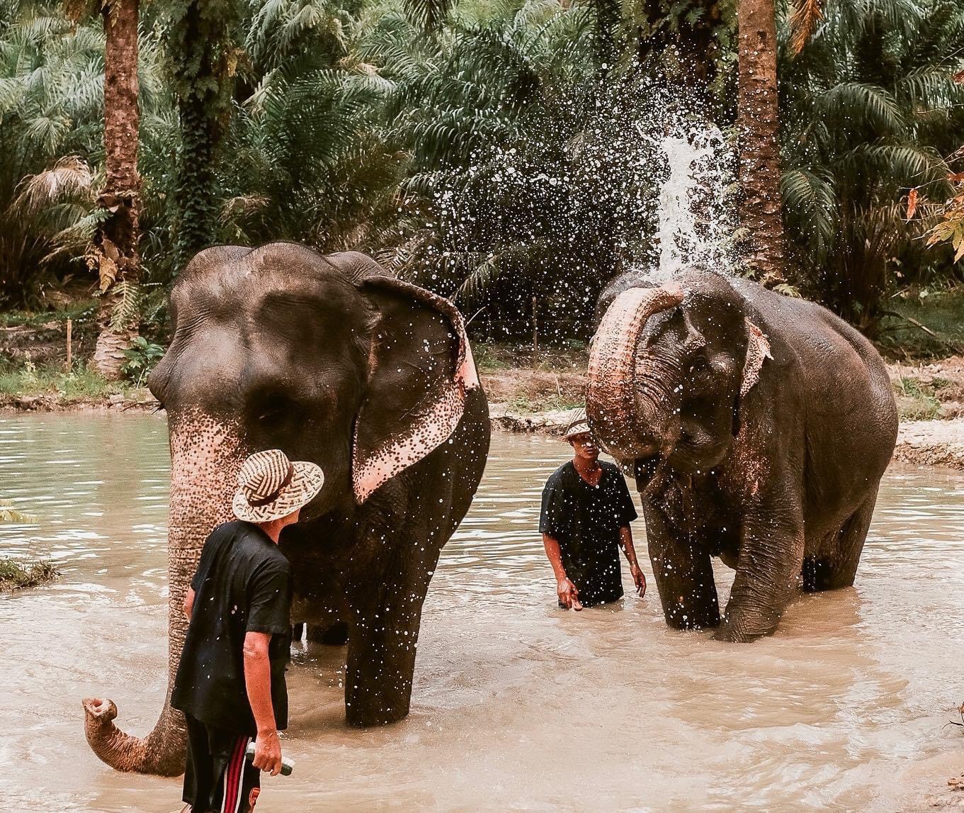 Gallery | The Elephant Sanctuary Krabi