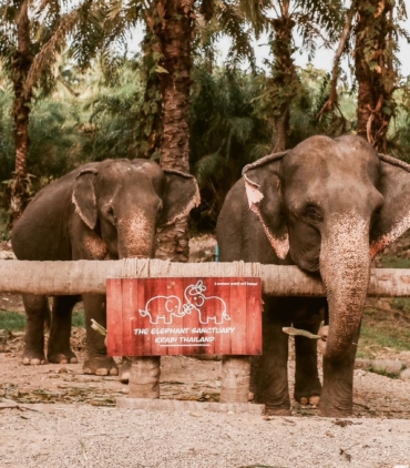 Gallery | The Elephant Sanctuary Krabi