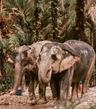 Gallery | The Elephant Sanctuary Krabi